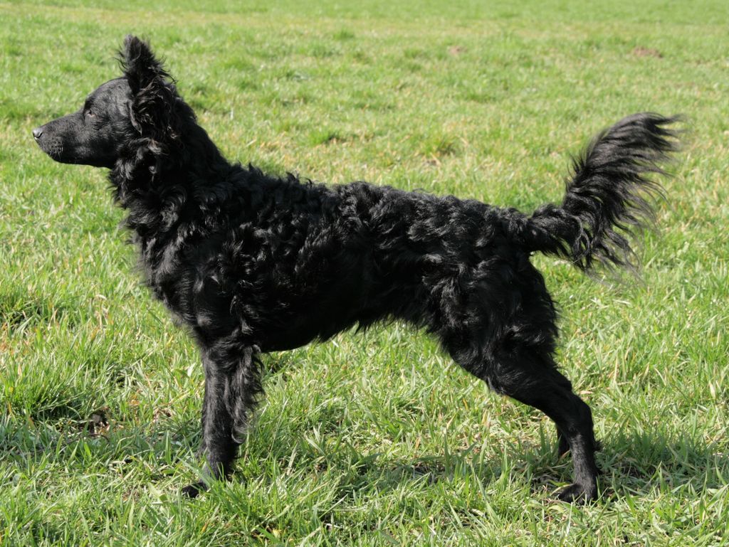 Mudi - The Breed Archive