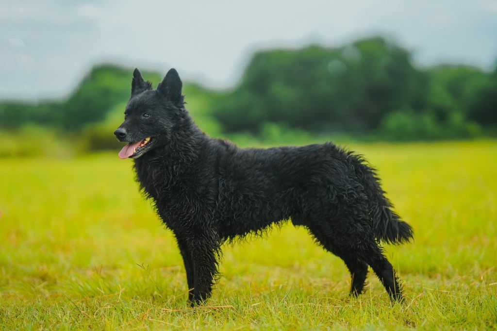 Mudi - The Breed Archive