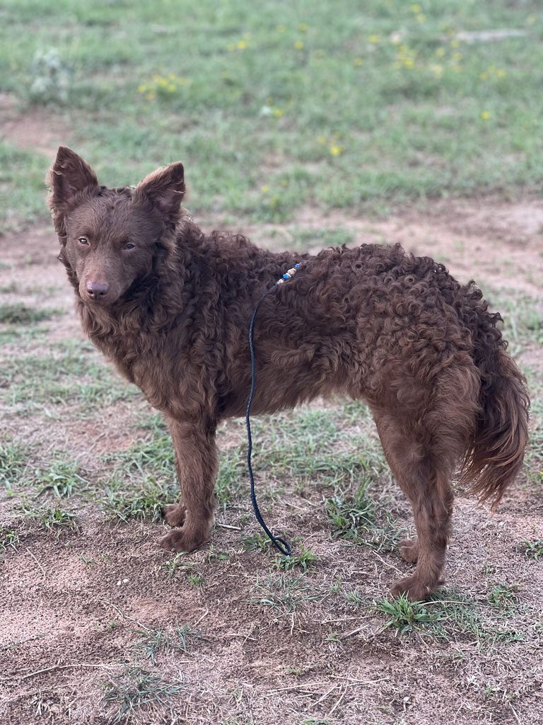 Mudi - The Breed Archive