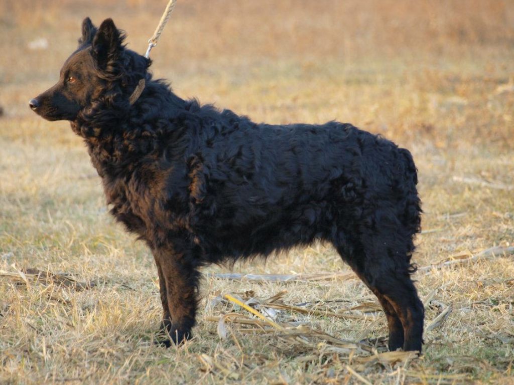 Mudi - The Breed Archive