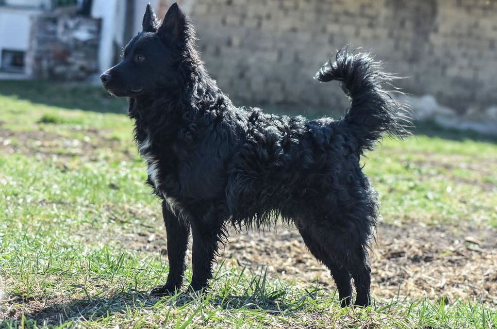 Mudi - The Breed Archive