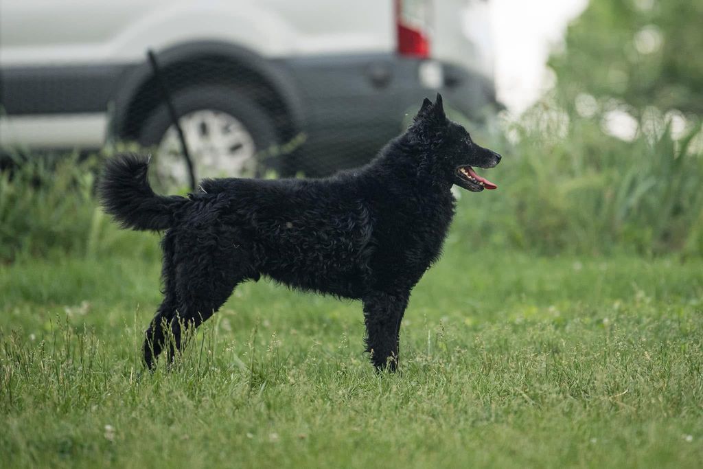 Mudi - The Breed Archive