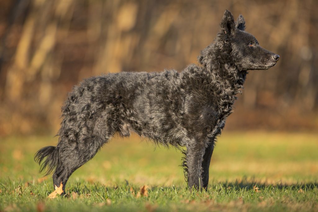 Mudi - The Breed Archive